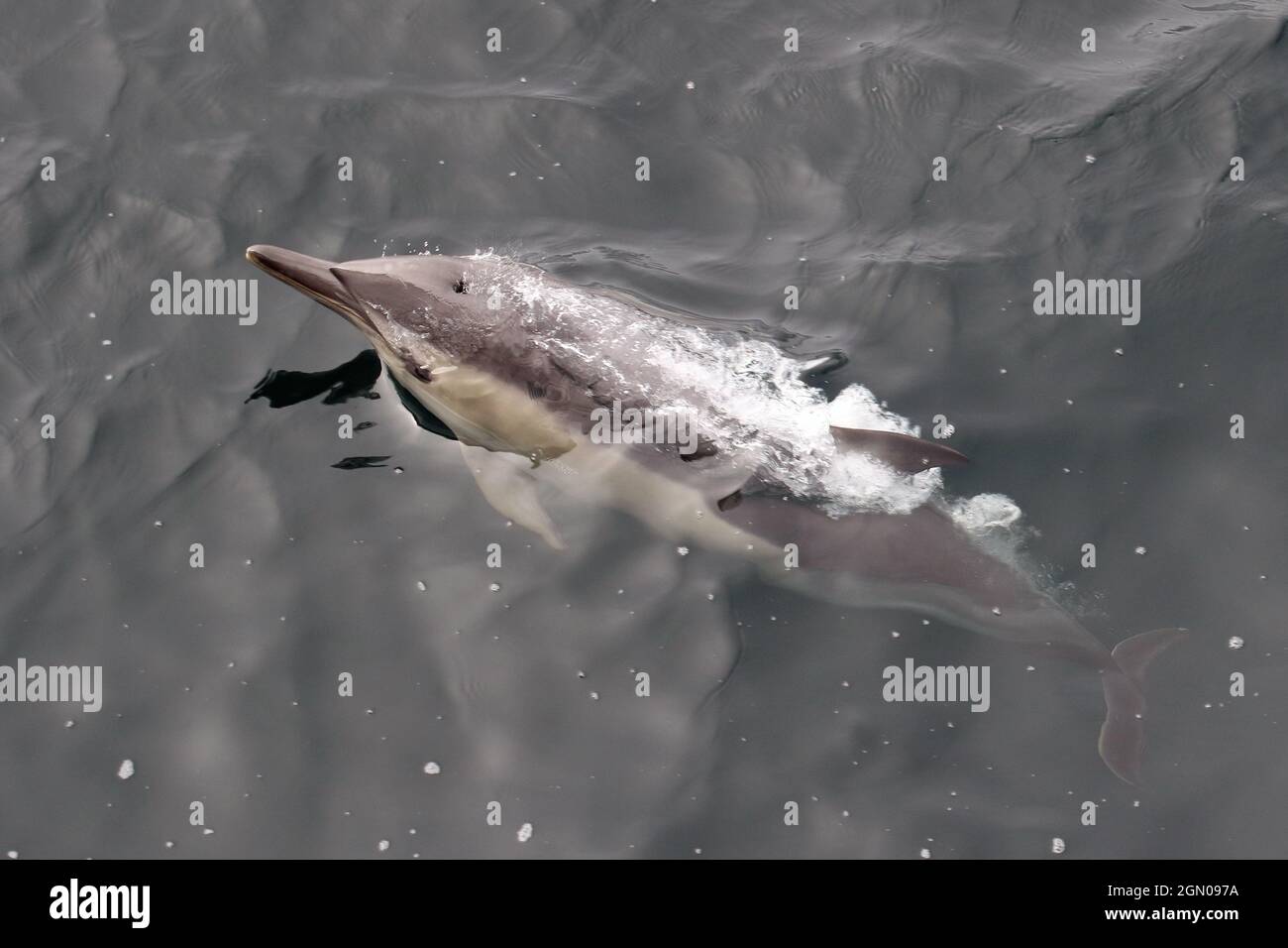 Common dolphin leaping in UK waters - sequence 2 Stock Photo - Alamy