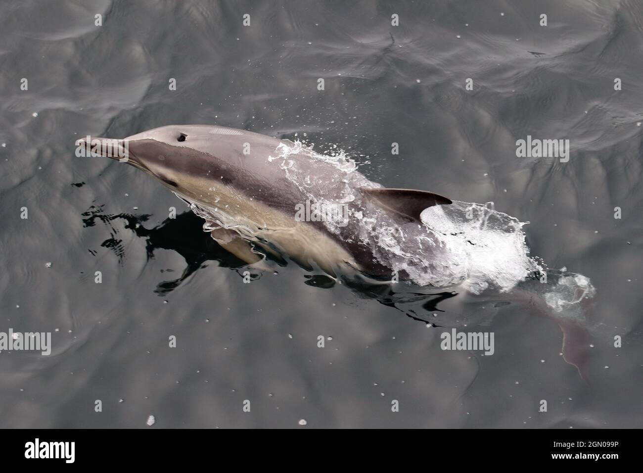 Common dolphin leaping in UK waters - sequence 2 Stock Photo - Alamy