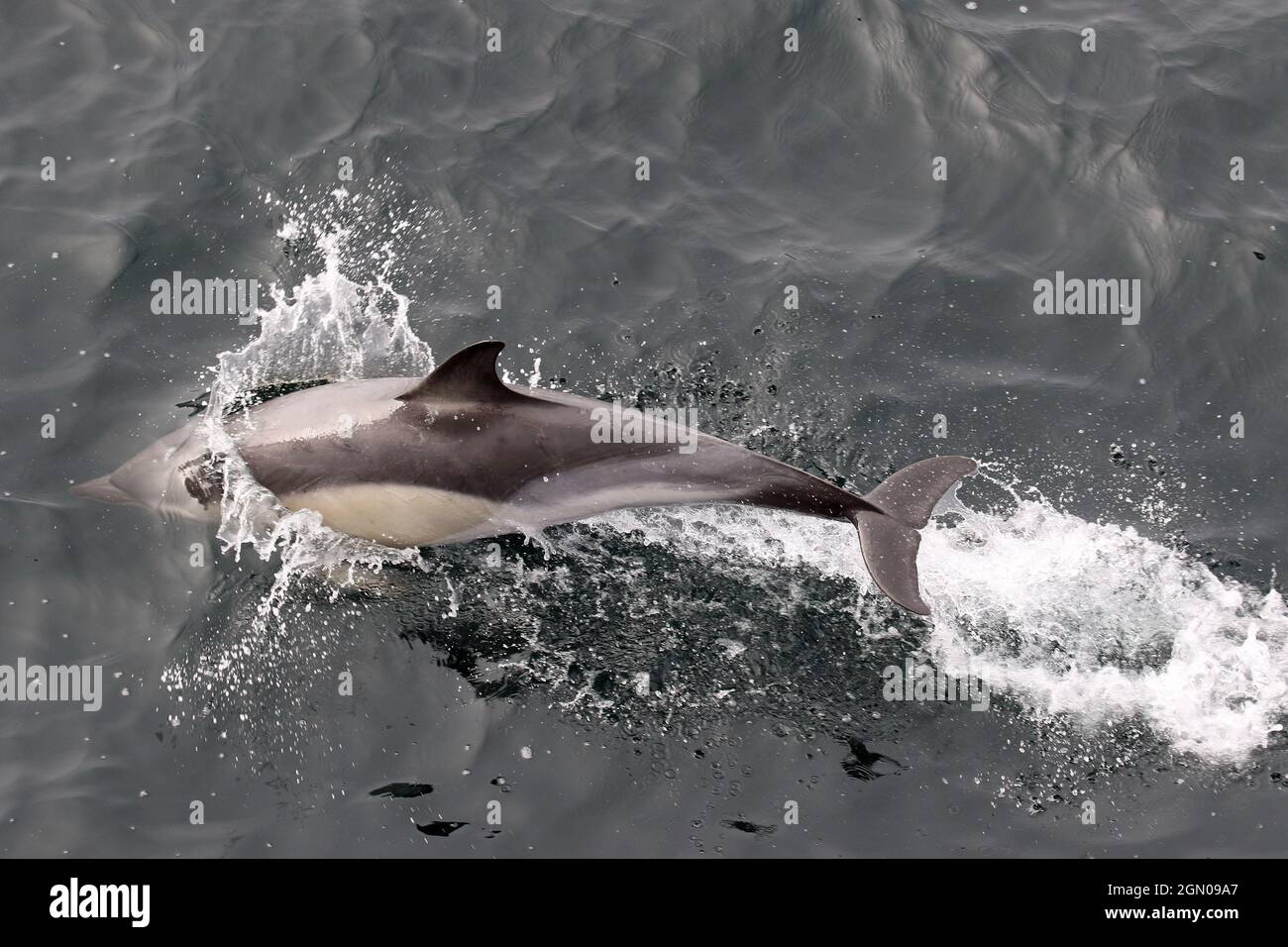 Common dolphin leaping in UK waters - sequence 2 Stock Photo - Alamy