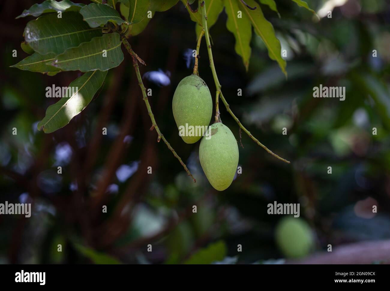 Young mango on mango tree hi-res stock photography and images - Alamy