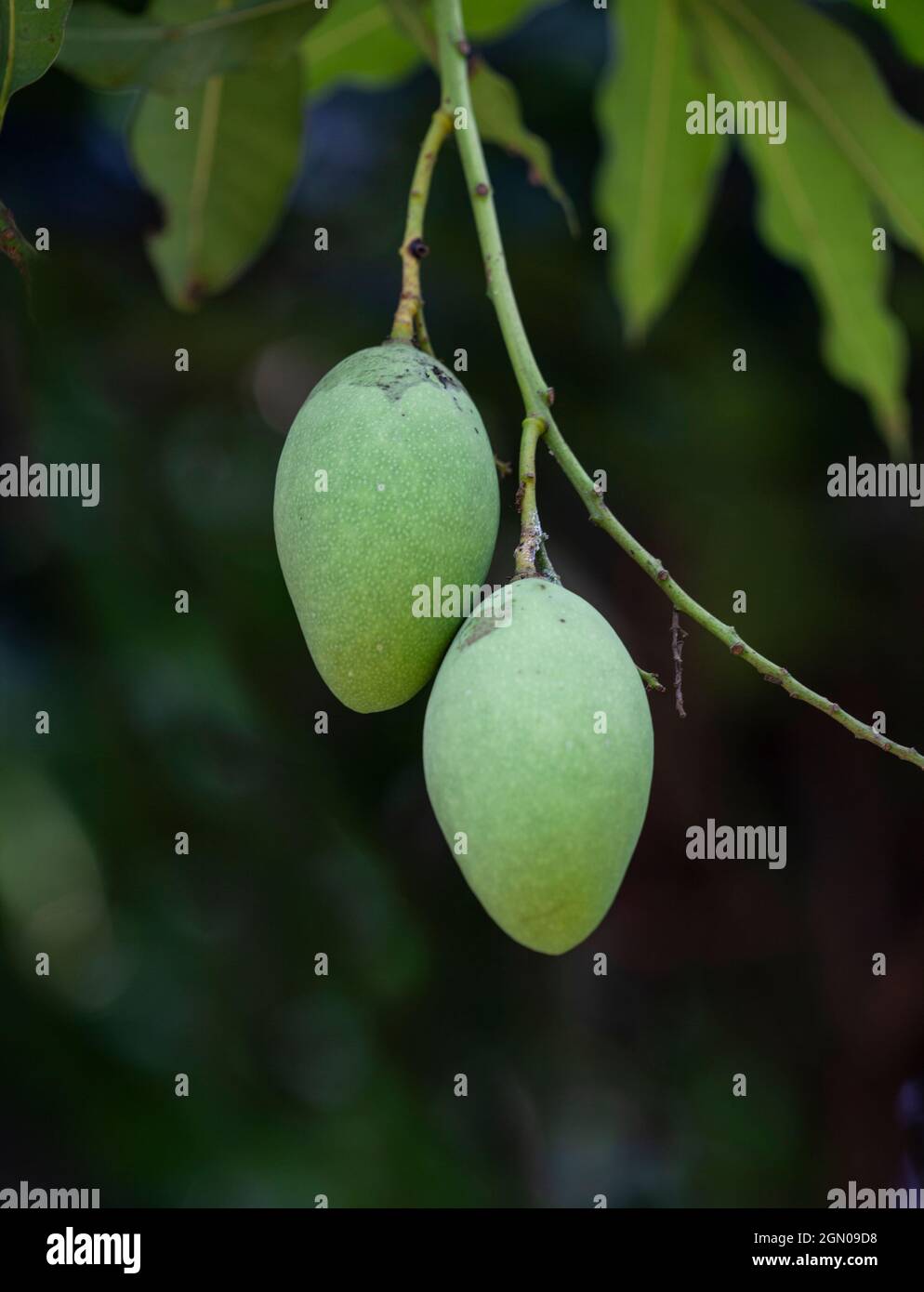 Young mango on mango tree hi-res stock photography and images - Alamy