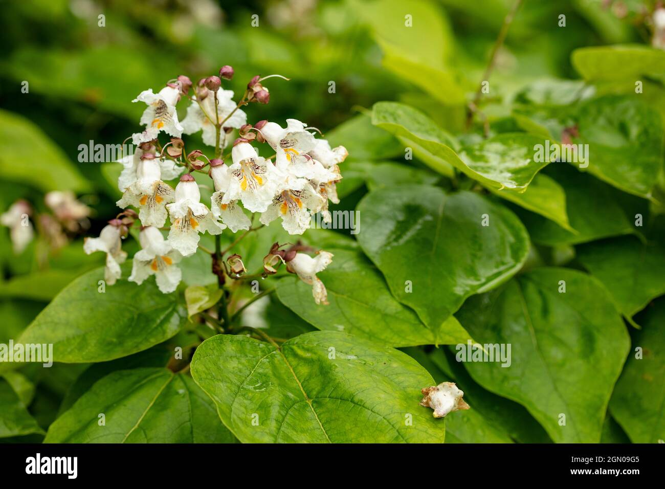 Intriguing Indian Bean Tree - Catalpa bignonioides, Indian bean tree, C ...