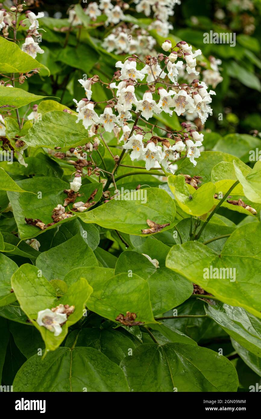 Intriguing Indian Bean Tree - Catalpa bignonioides, Indian bean tree, C ...