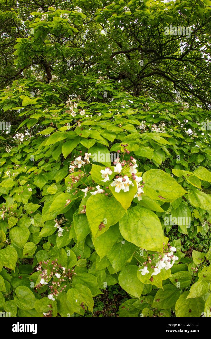 Intriguing Indian Bean Tree - Catalpa bignonioides, Indian bean tree, C ...
