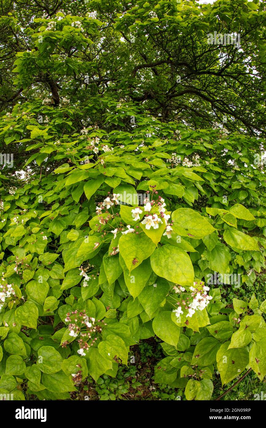 Intriguing Indian Bean Tree - Catalpa bignonioides, Indian bean tree, C ...
