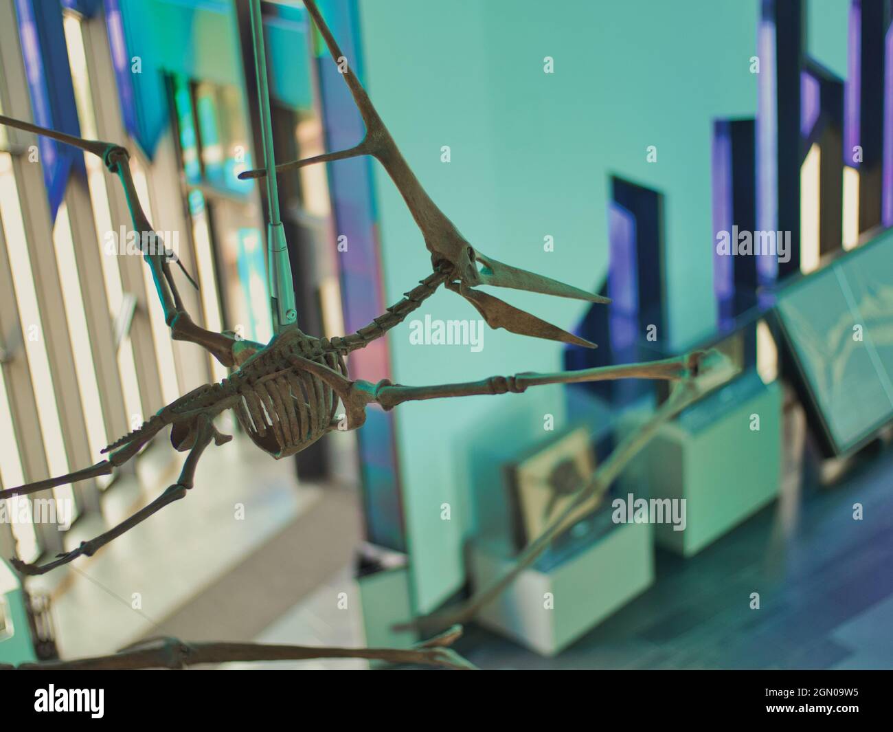 OVERLAND PARK, UNITED STATES - Aug 29, 2021: A pterodactyl dinosaur ...