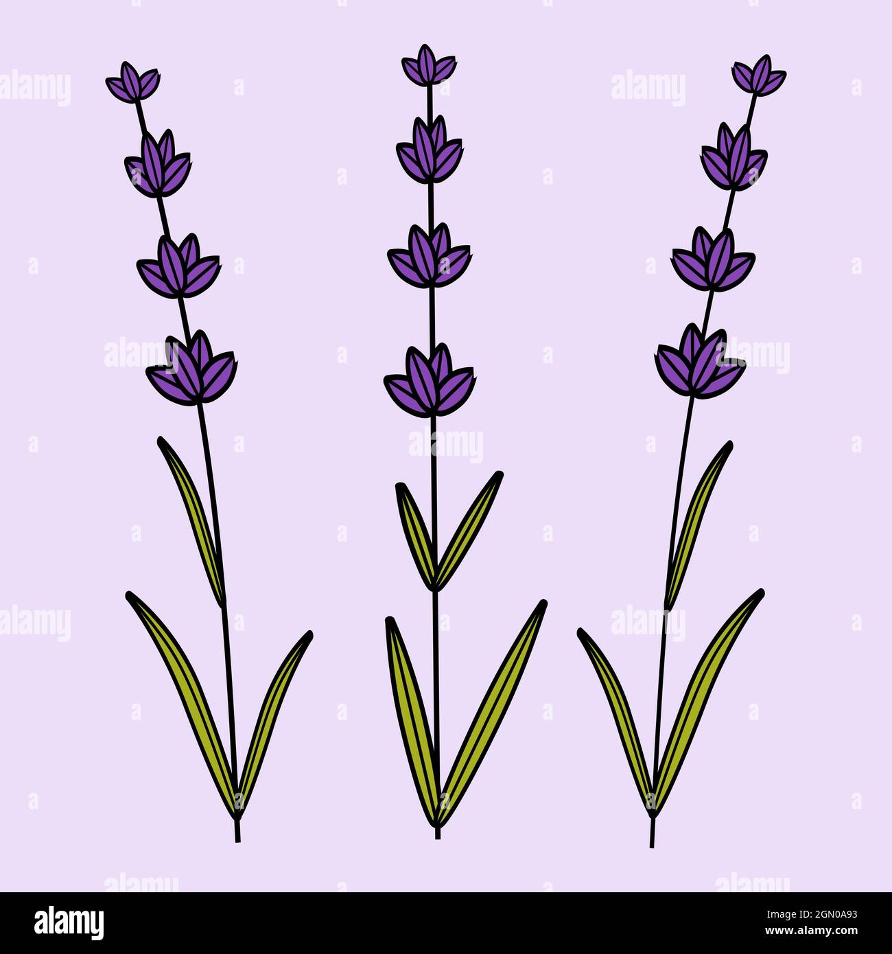 Lavander vector Stock Vector Images - Alamy