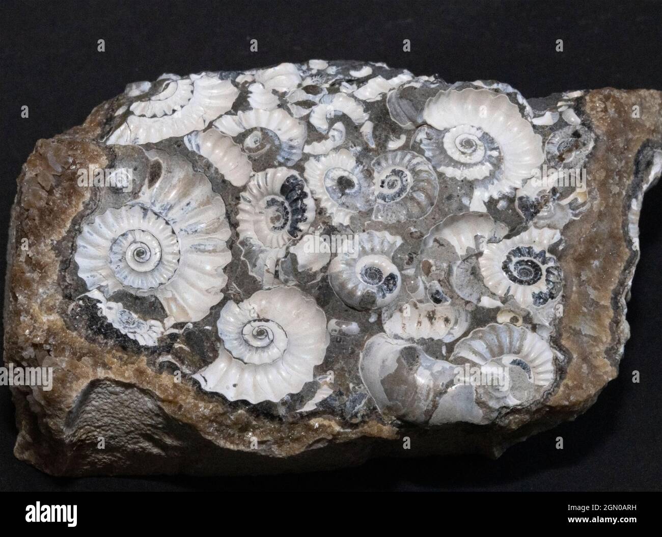 Concentration of these common Early Jurassic Ammonites are the results ...