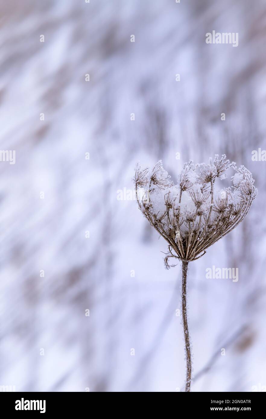 Snowflakes on the yellow grass. Snow background. Grass driftwood in the ...