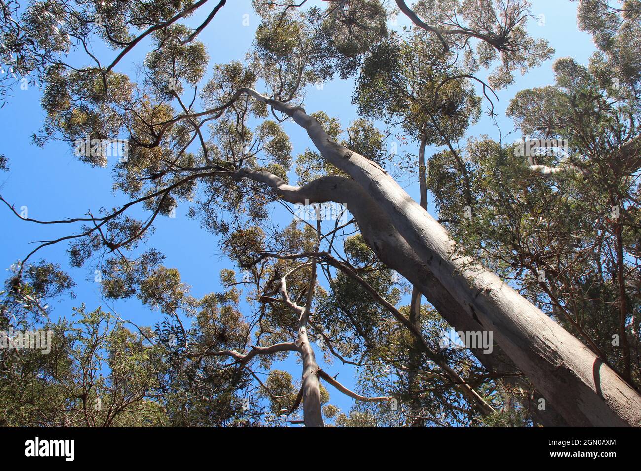 trees (eucalyptus ?) at kangaroo island (australia Stock Photo - Alamy