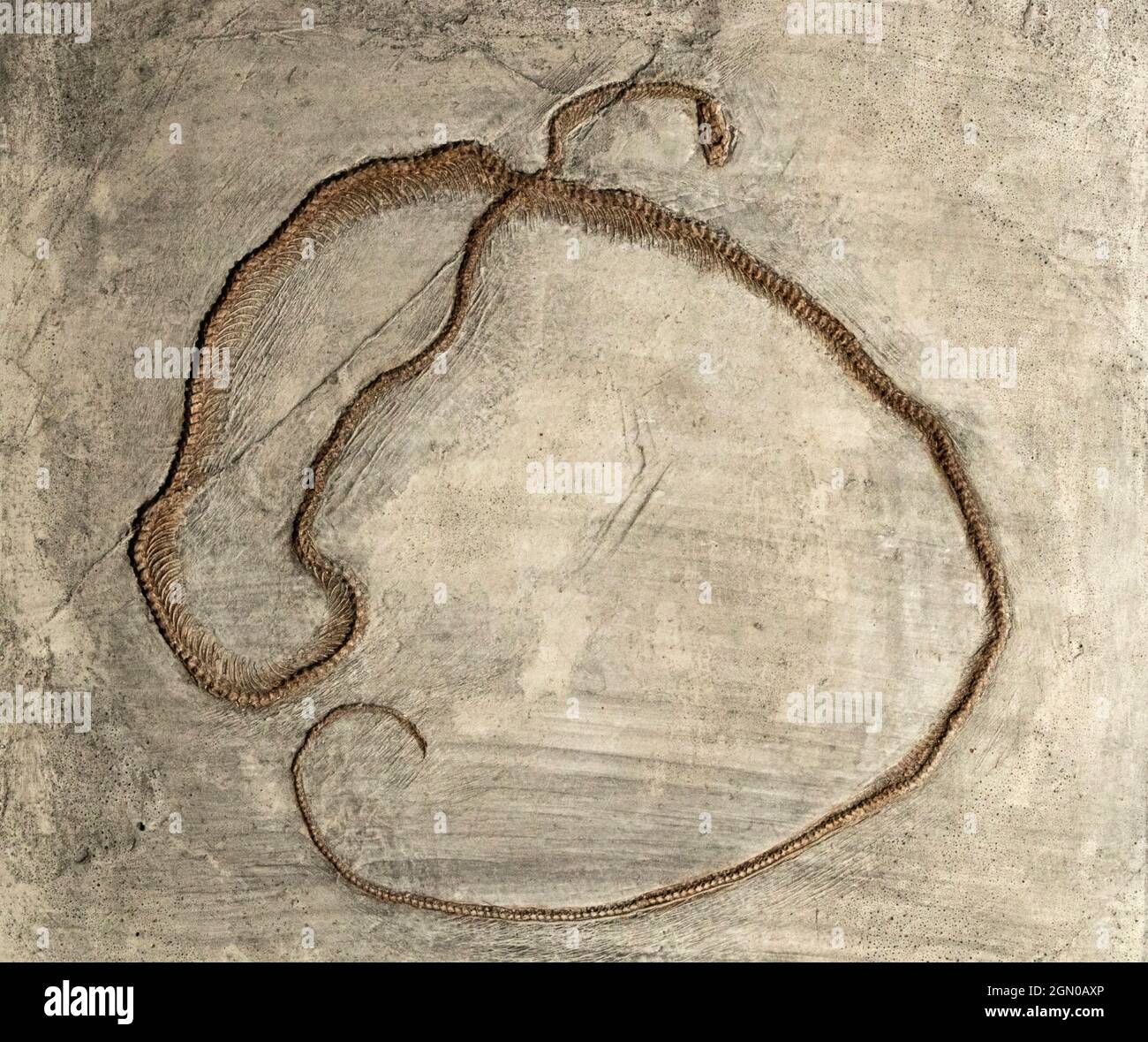 The sedimentary shale deposits of the Messel Pits in Germany have ...