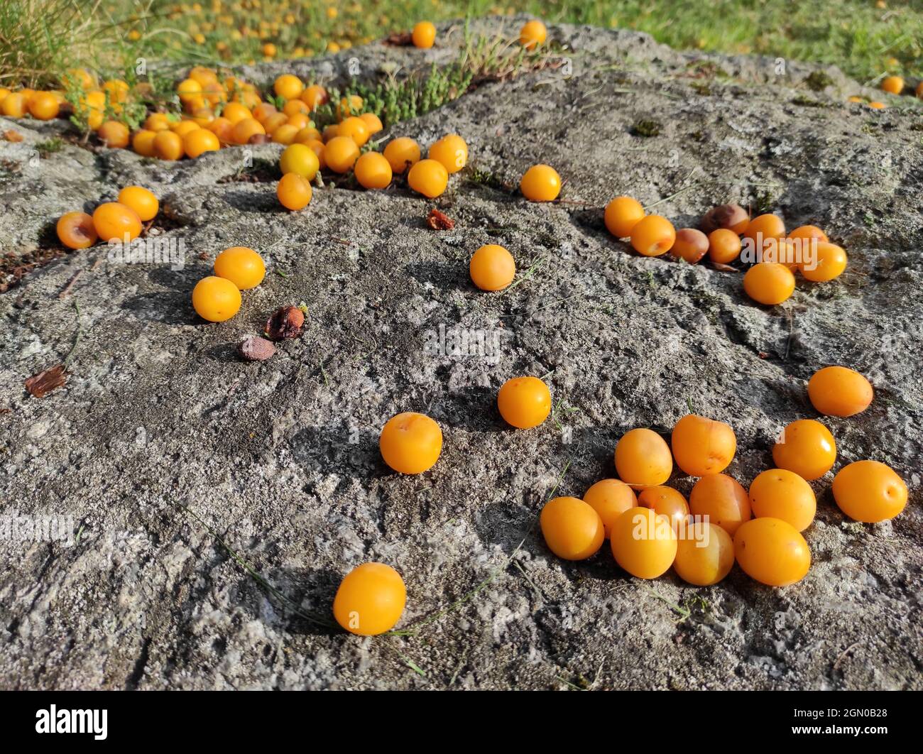 Oranges on the floor Stock Photo - Alamy
