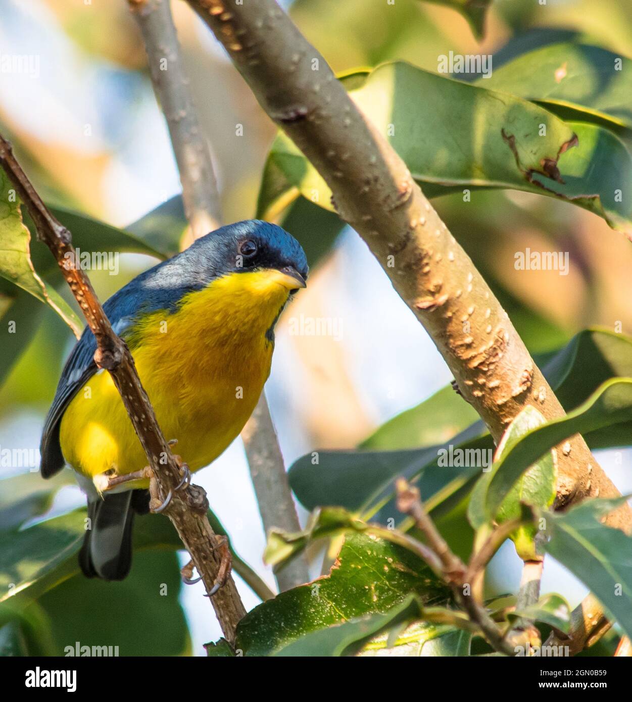 Cute Tropical Parula bird (Setophaga pitiayumi) perched on a tree ...
