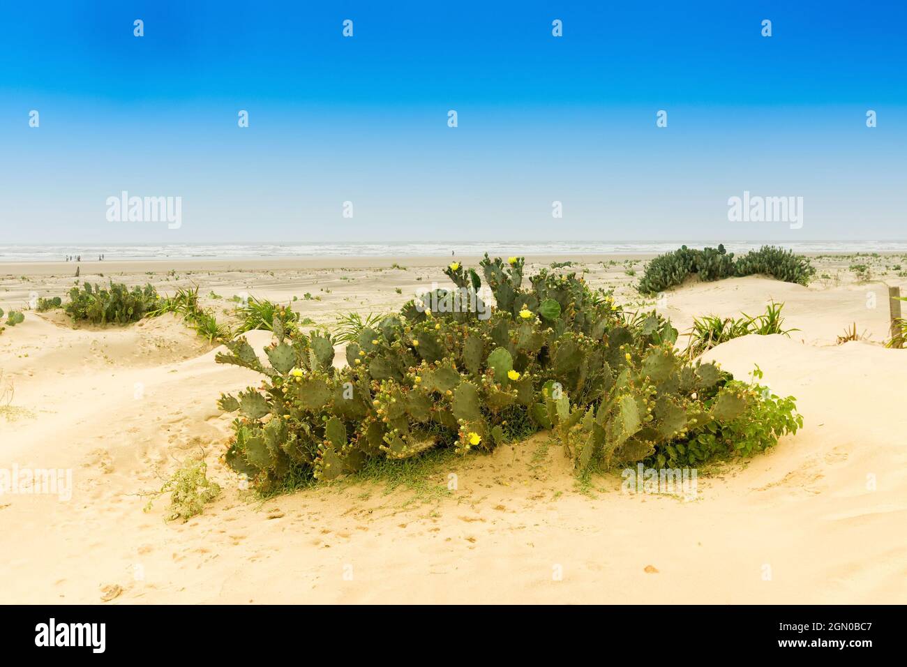 Tajpur sea beach - bay of Bengal, India. View of Cactus on sand dunes ...