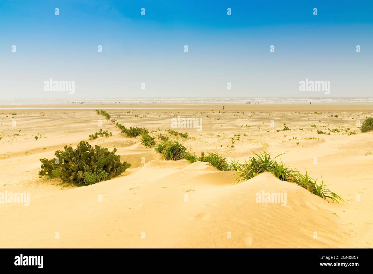 Tajpur sea beach - bay of Bengal, India. View of Cactus on sand dunes ...