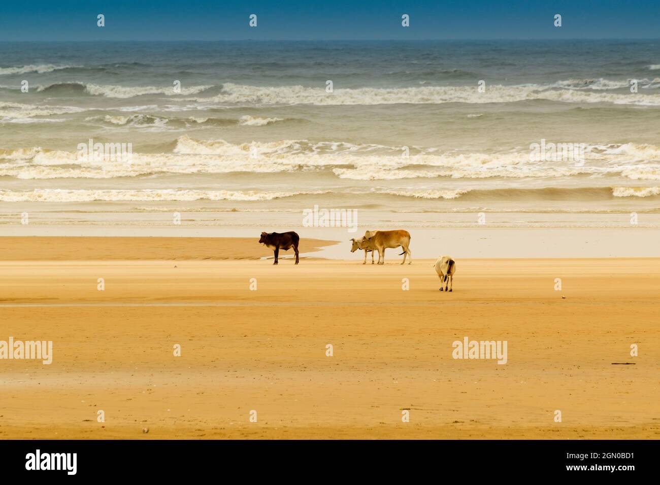 Tajpur sea beach - bay of Bengal, India. View of cows roaming on beach ...