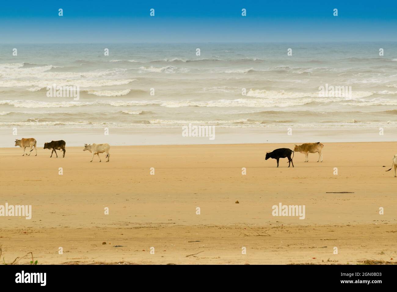 Tajpur sea beach - bay of Bengal, India. View of cows roaming on beach ...