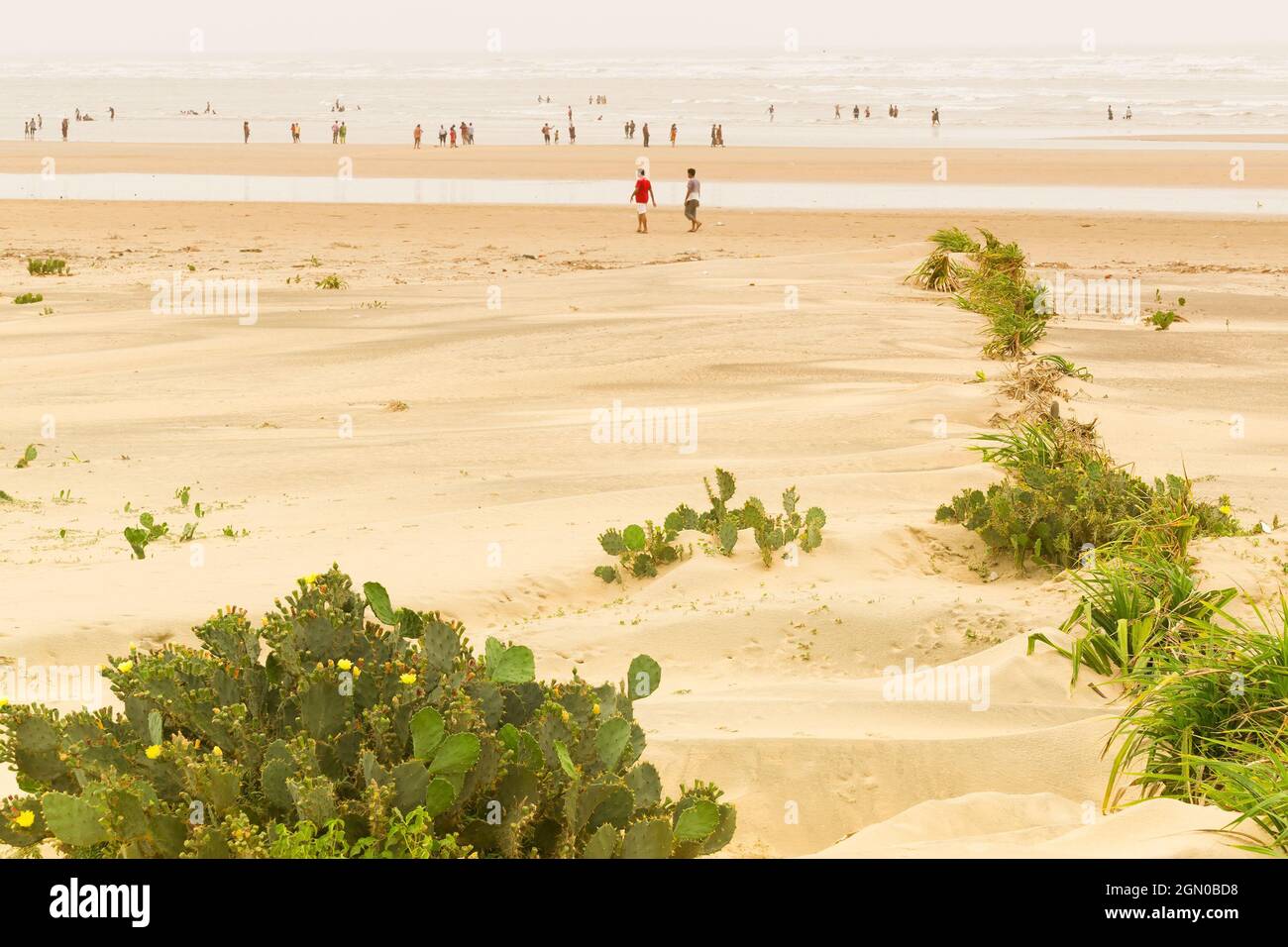 Tajpur sea beach - bay of Bengal, India. View of Cactus on sand dunes ...