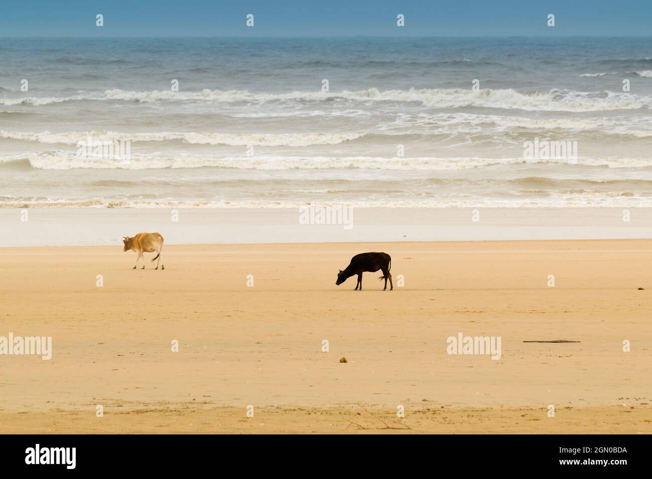 Tajpur sea beach - bay of Bengal, India. View of cows roaming on beach ...