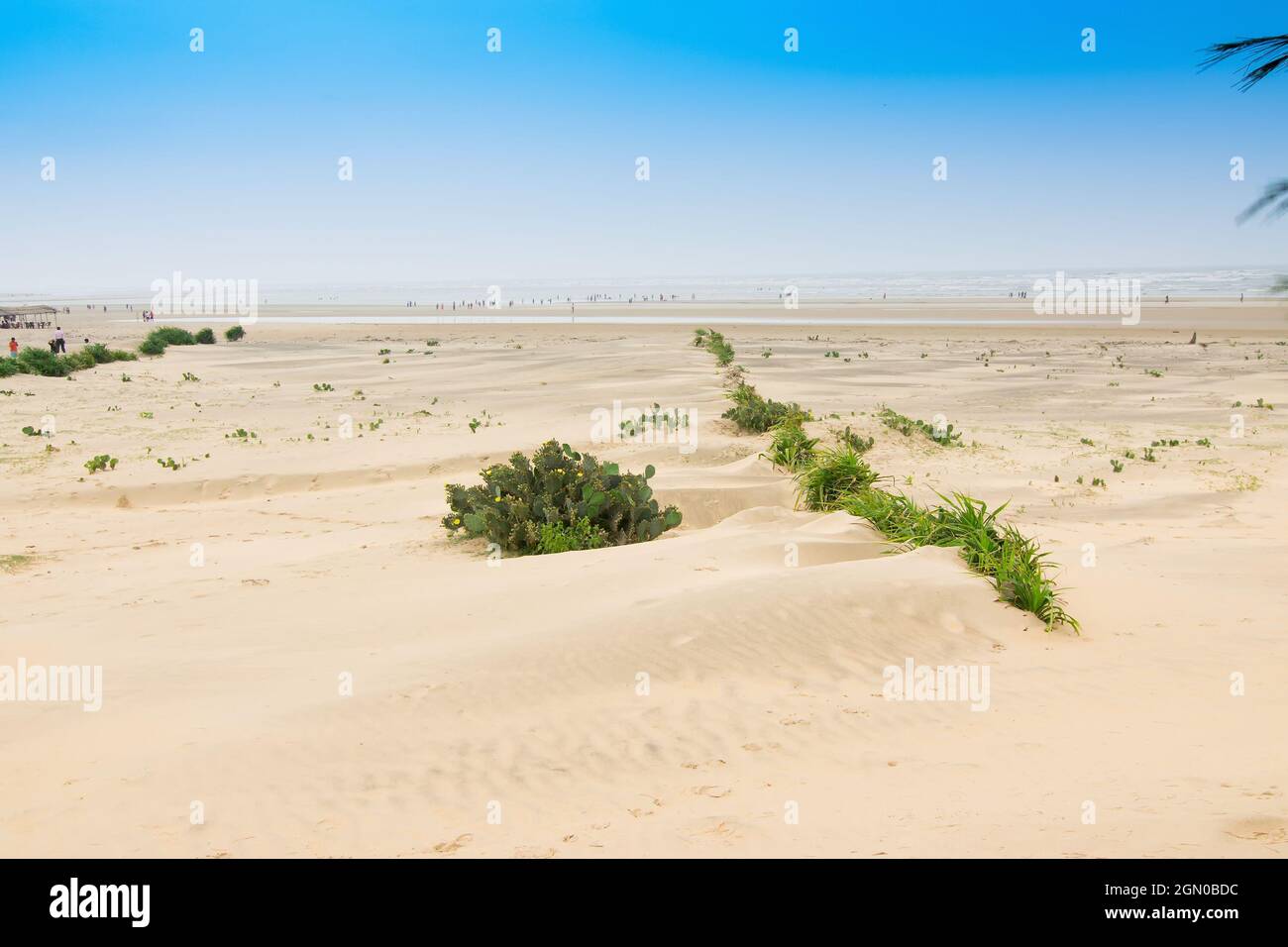 Tajpur sea beach - bay of Bengal, India. View of Cactus on sand dunes ...
