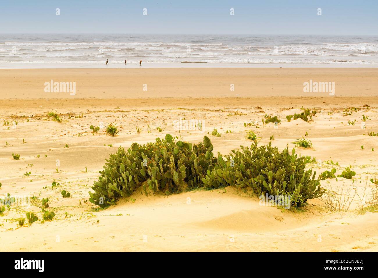 Tajpur sea beach - bay of Bengal, India. View of Cactus on sand dunes ...