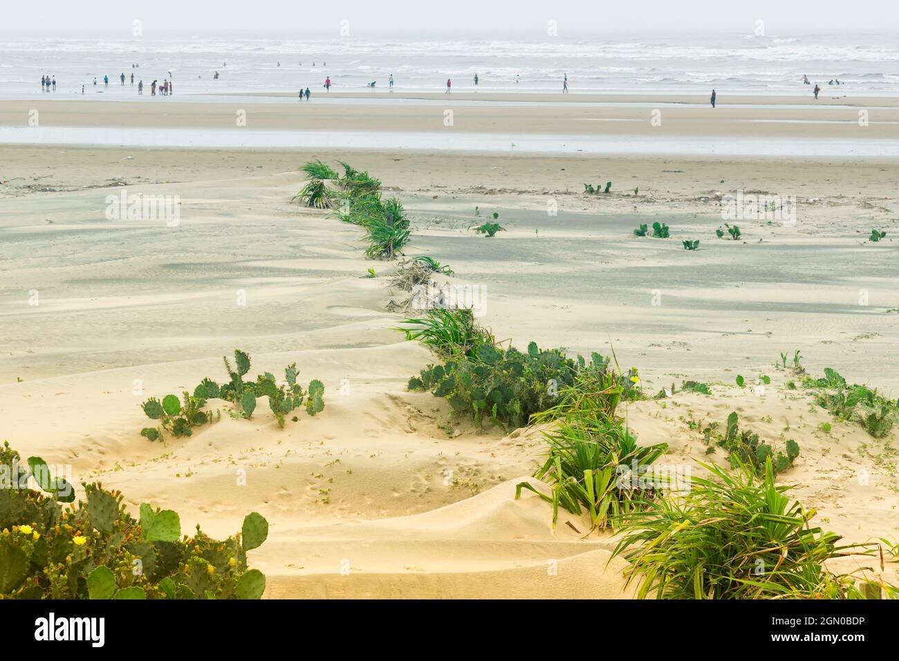 Tajpur sea beach - bay of Bengal, India. View of Cactus on sand dunes ...