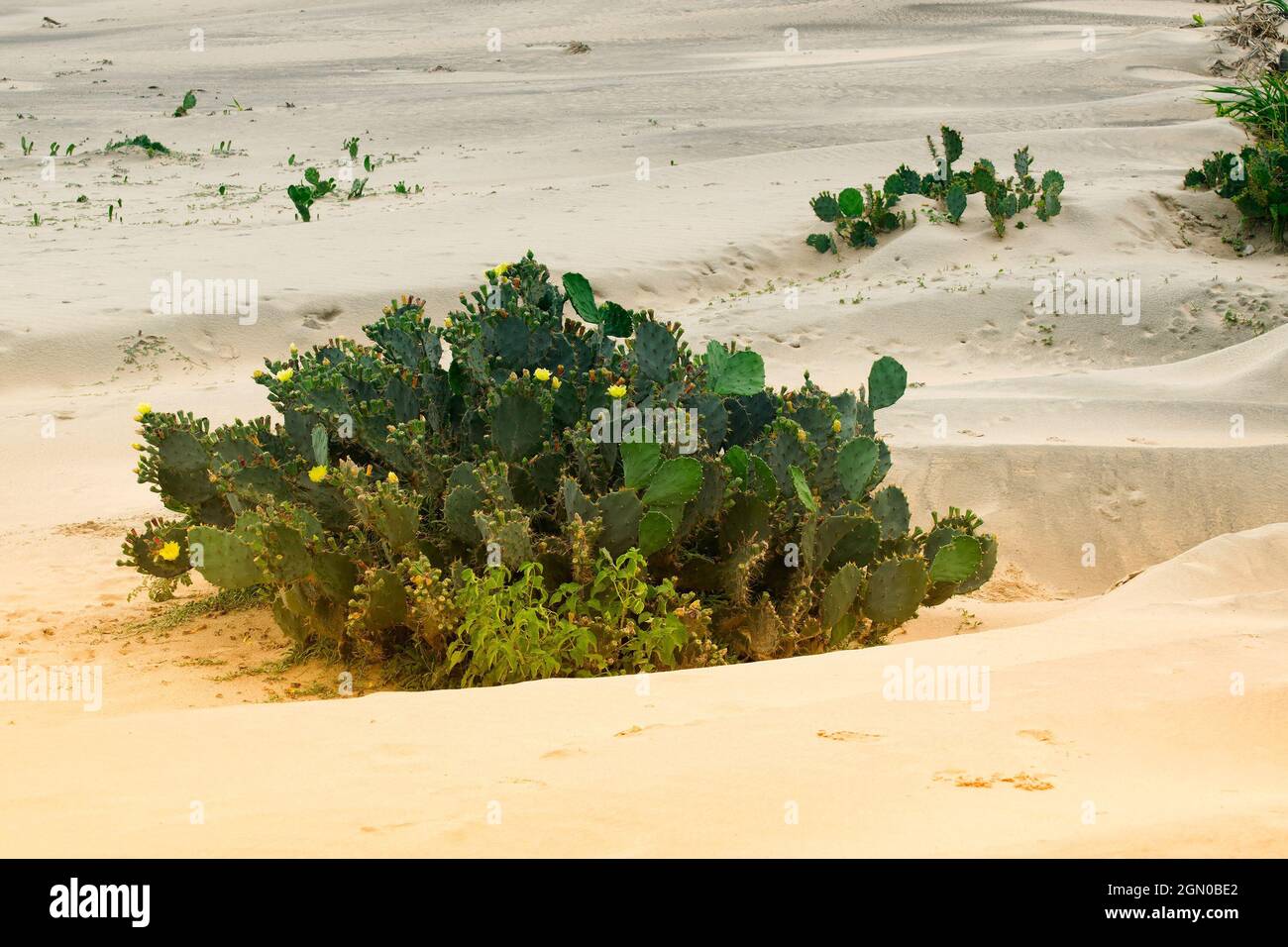 Tajpur beach hi-res stock photography and images - Alamy