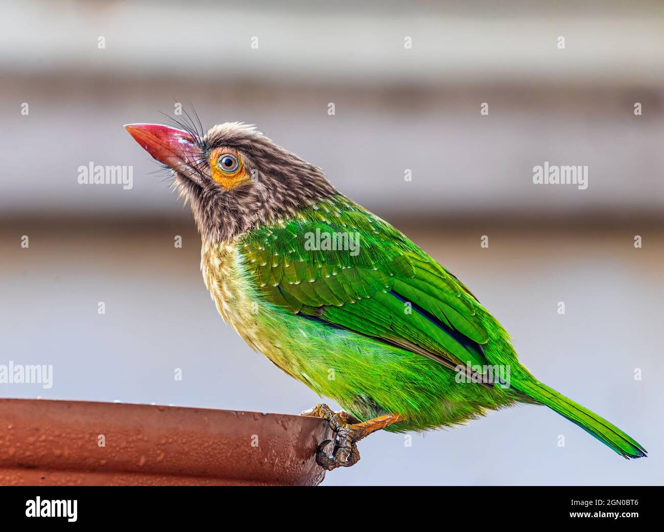 A brown Headed Barbet drinking water a green bird Stock Photo - Alamy