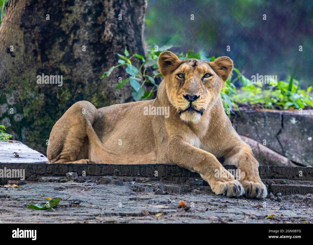 A Lioness resting under a tree Stock Photo - Alamy
