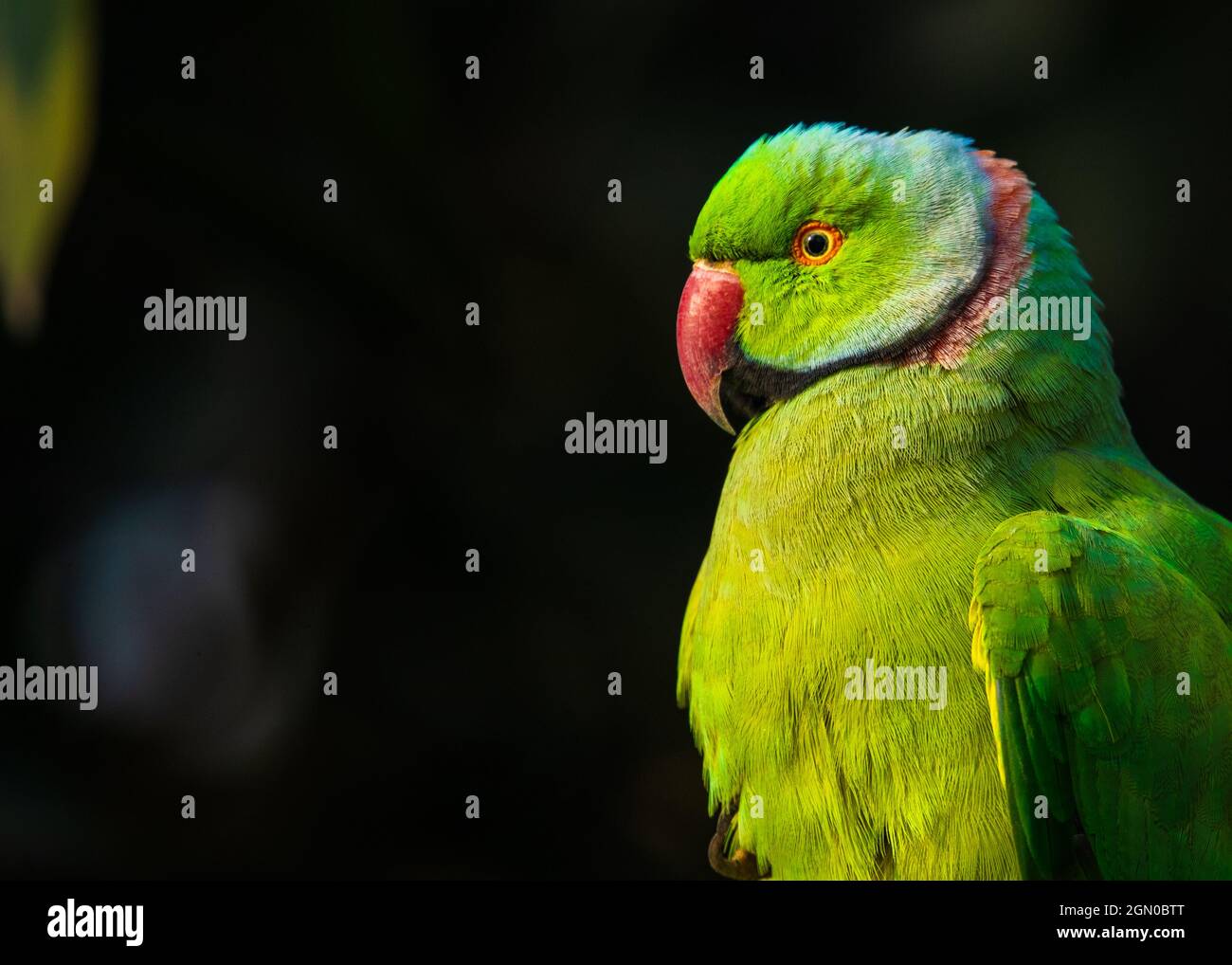 A Rose Ringed parrot close up with black background Stock Photo - Alamy