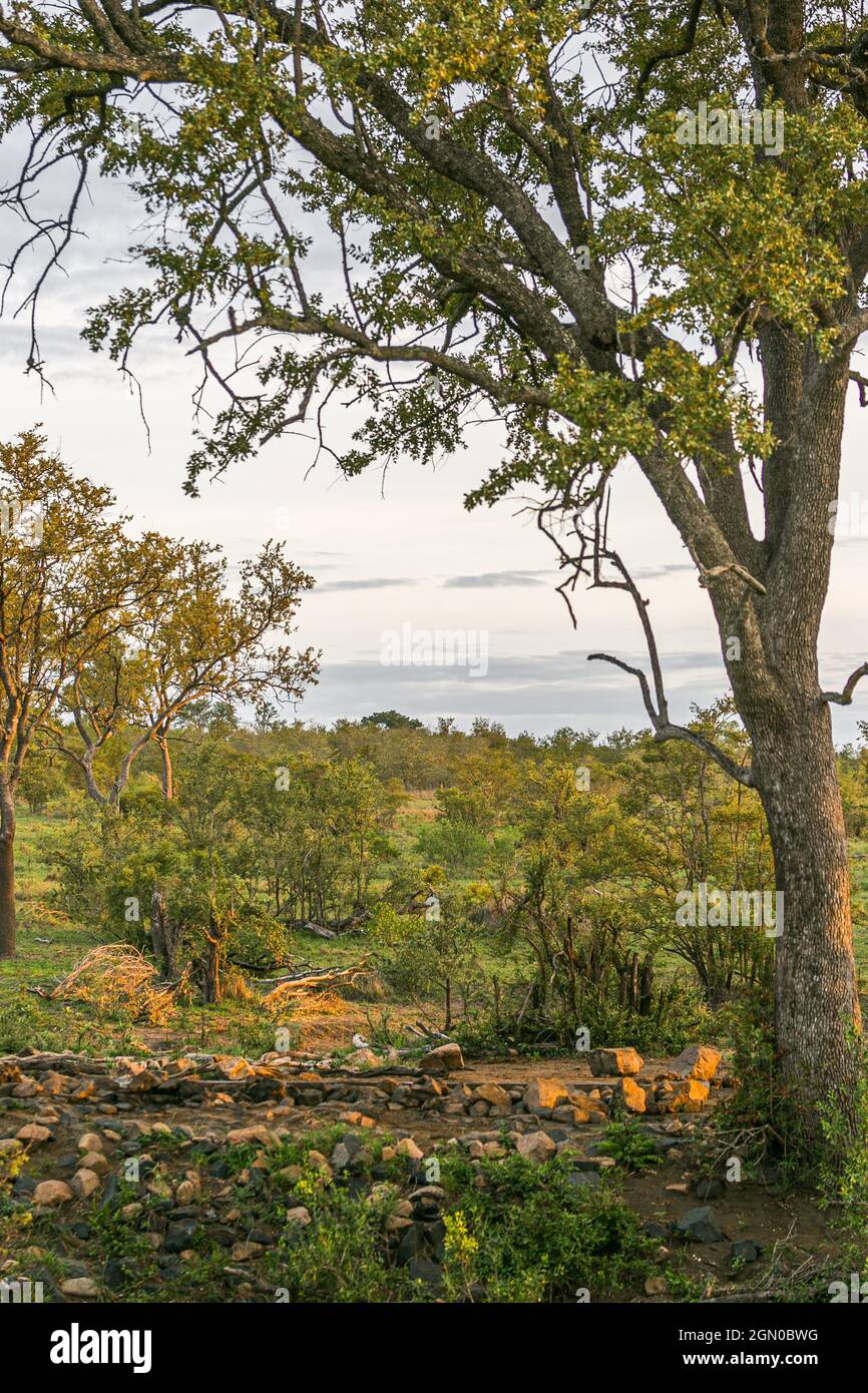 African bushes. Kruger National Park. Safari. Landscape Stock Photo - Alamy