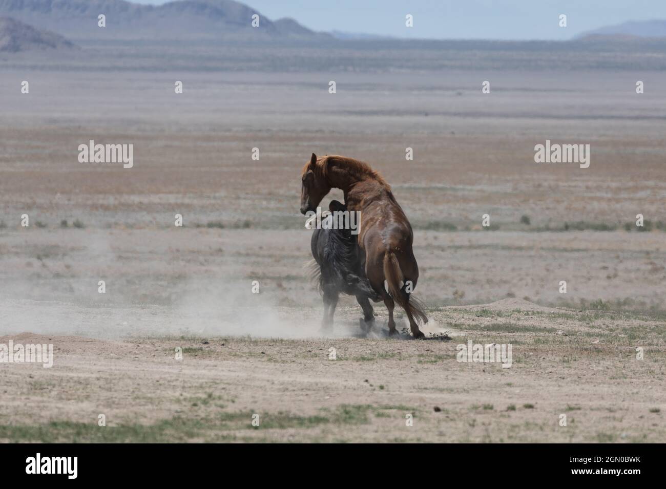 Wild Horse Stallions Fighting in the Utah Desert Stock Photo - Alamy