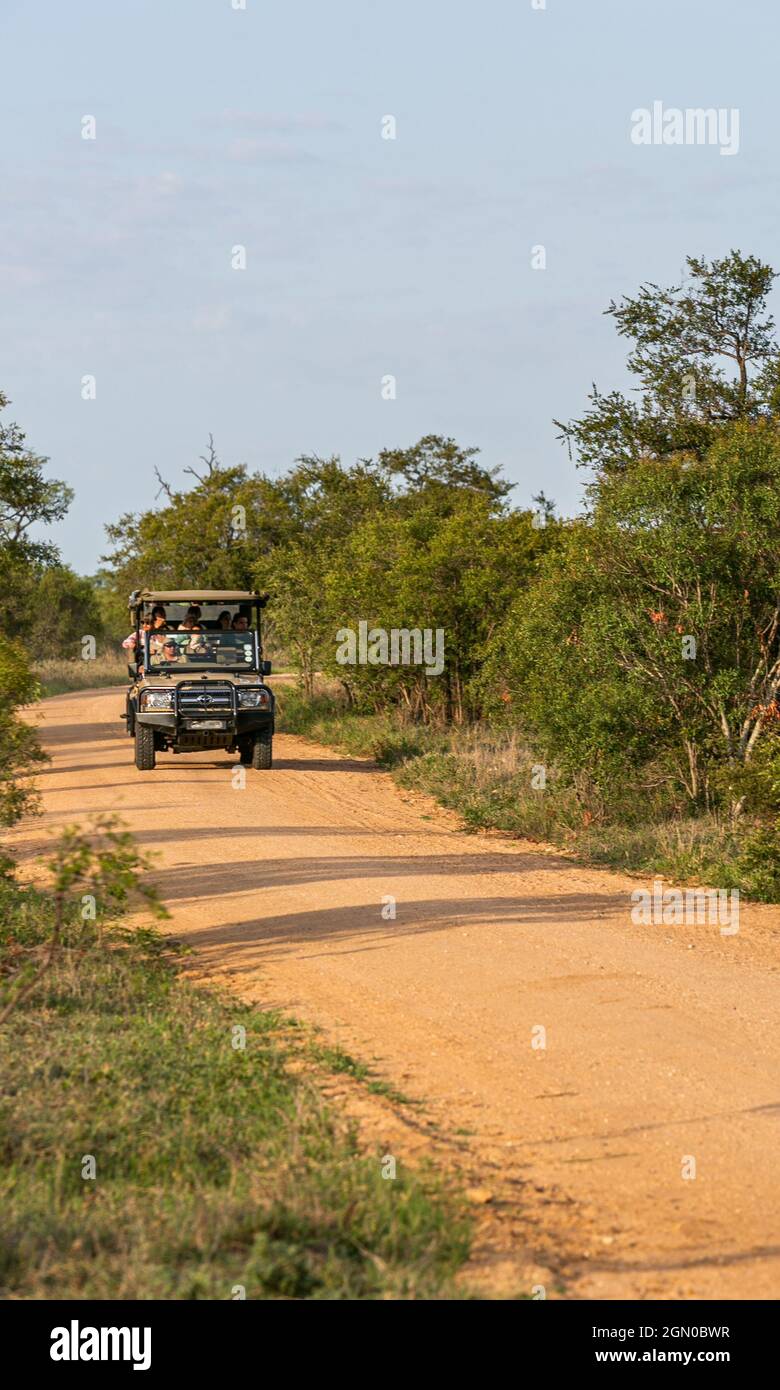 African bushes. Kruger National Park. Safari. Landscape Stock Photo - Alamy