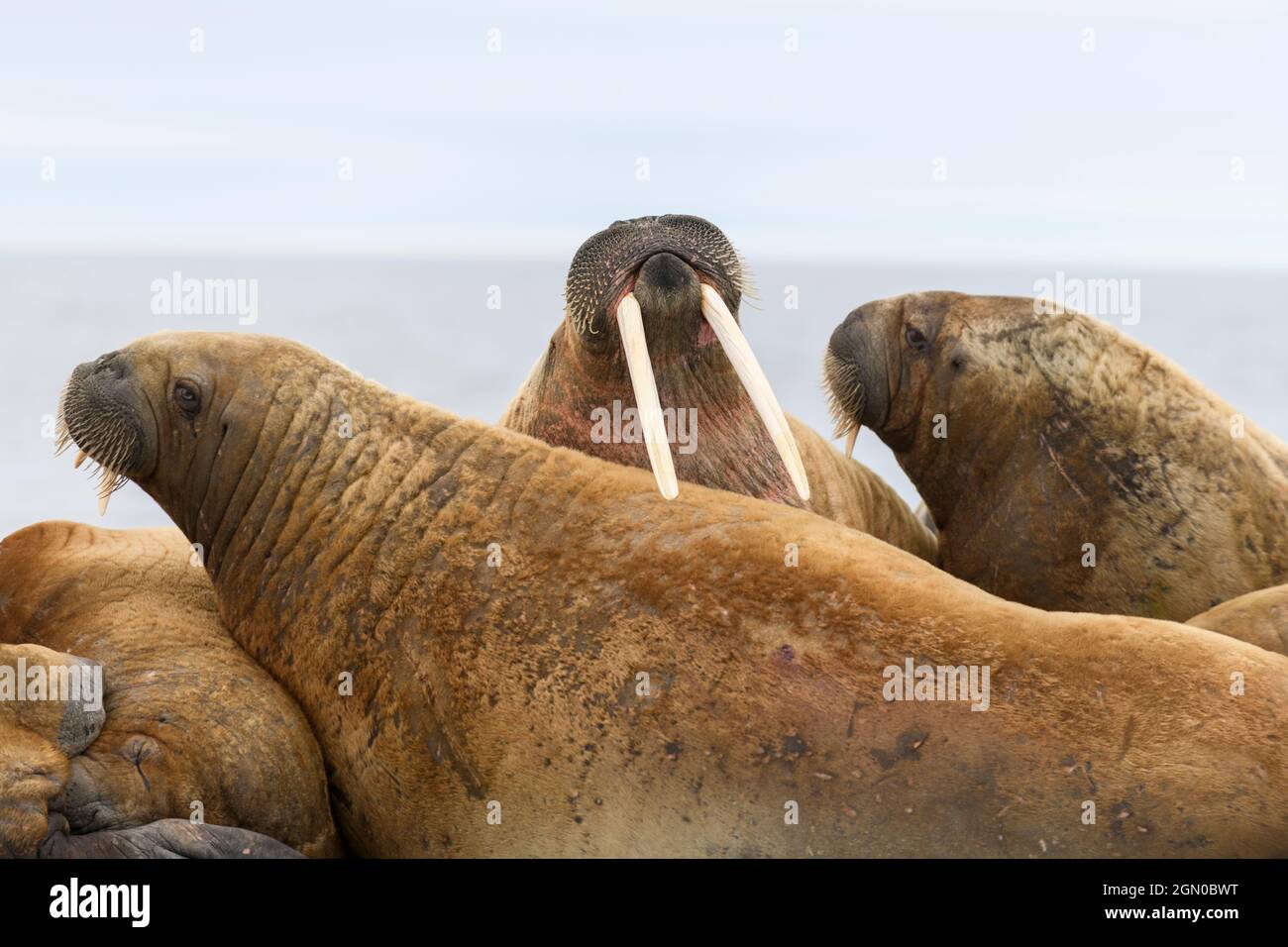 Walrus lying on the ice floe. Walrus head close up Stock Photo - Alamy