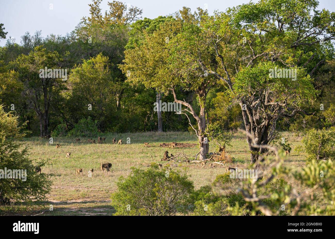 African bushes. Kruger National Park. Safari. Landscape Stock Photo - Alamy
