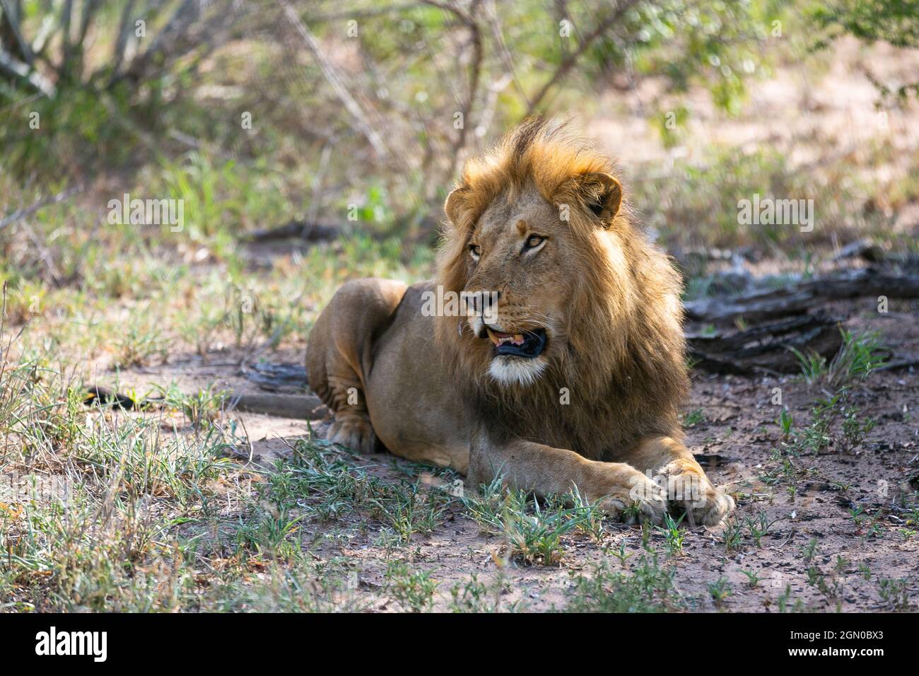 Wild lion in the natural habitat. Safari in Africa Stock Photo - Alamy