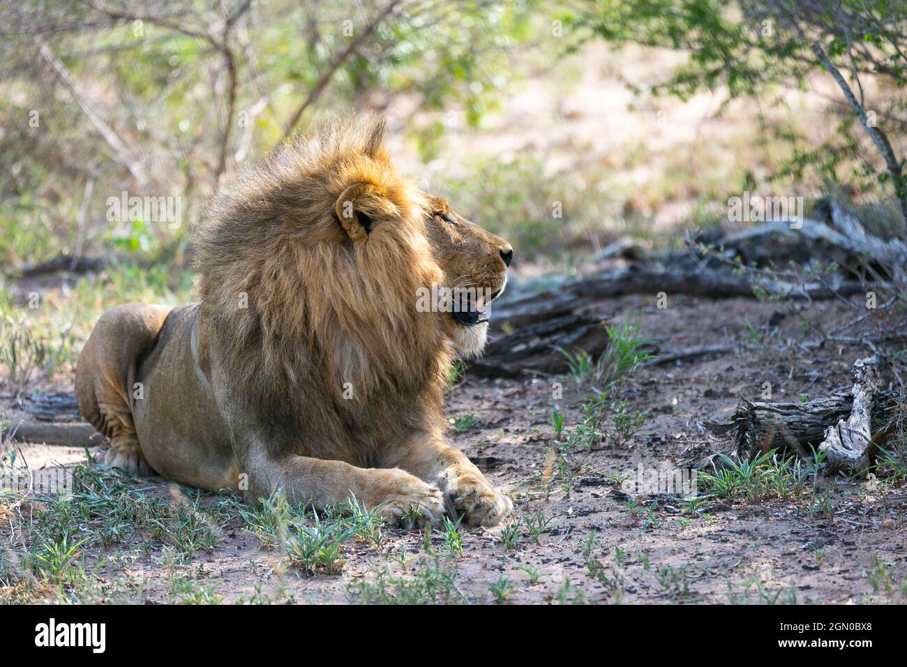 Wild lion in the natural habitat. Safari in Africa Stock Photo - Alamy