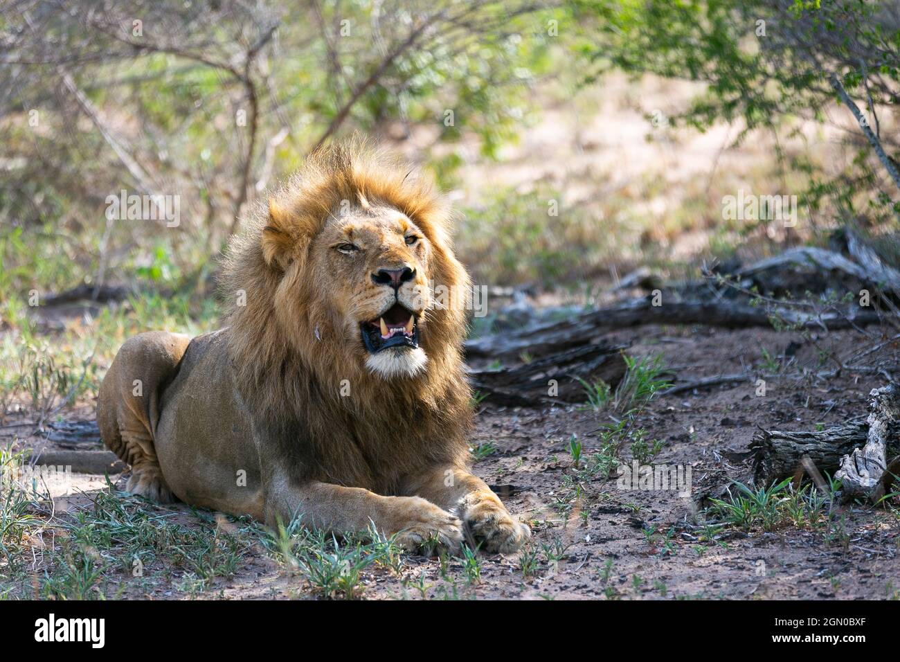 Wild lion in the natural habitat. Safari in Africa Stock Photo - Alamy