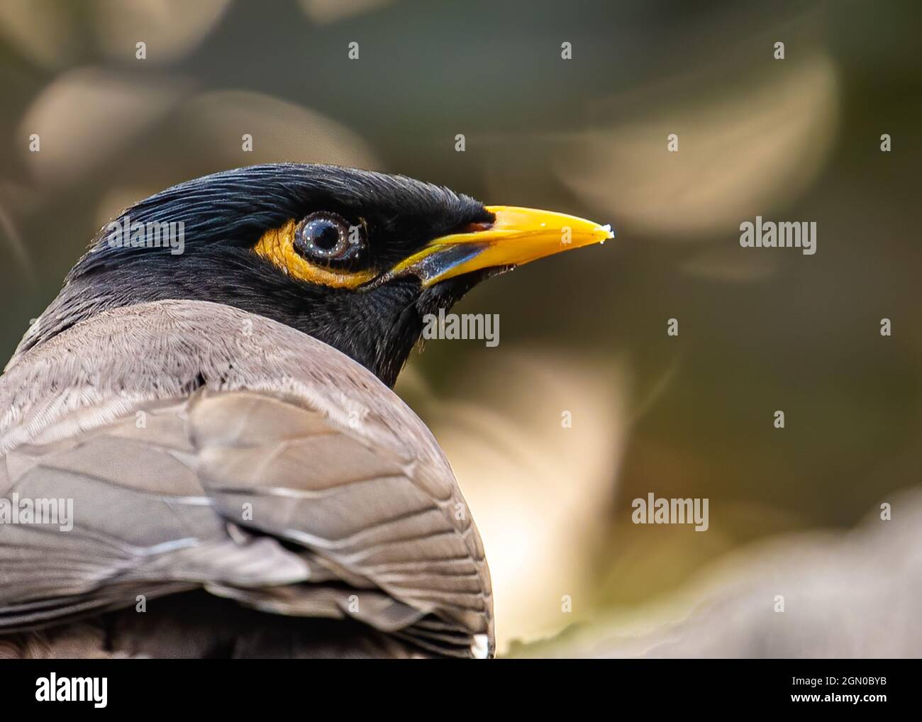 A starling with star in its eyes Stock Photo - Alamy
