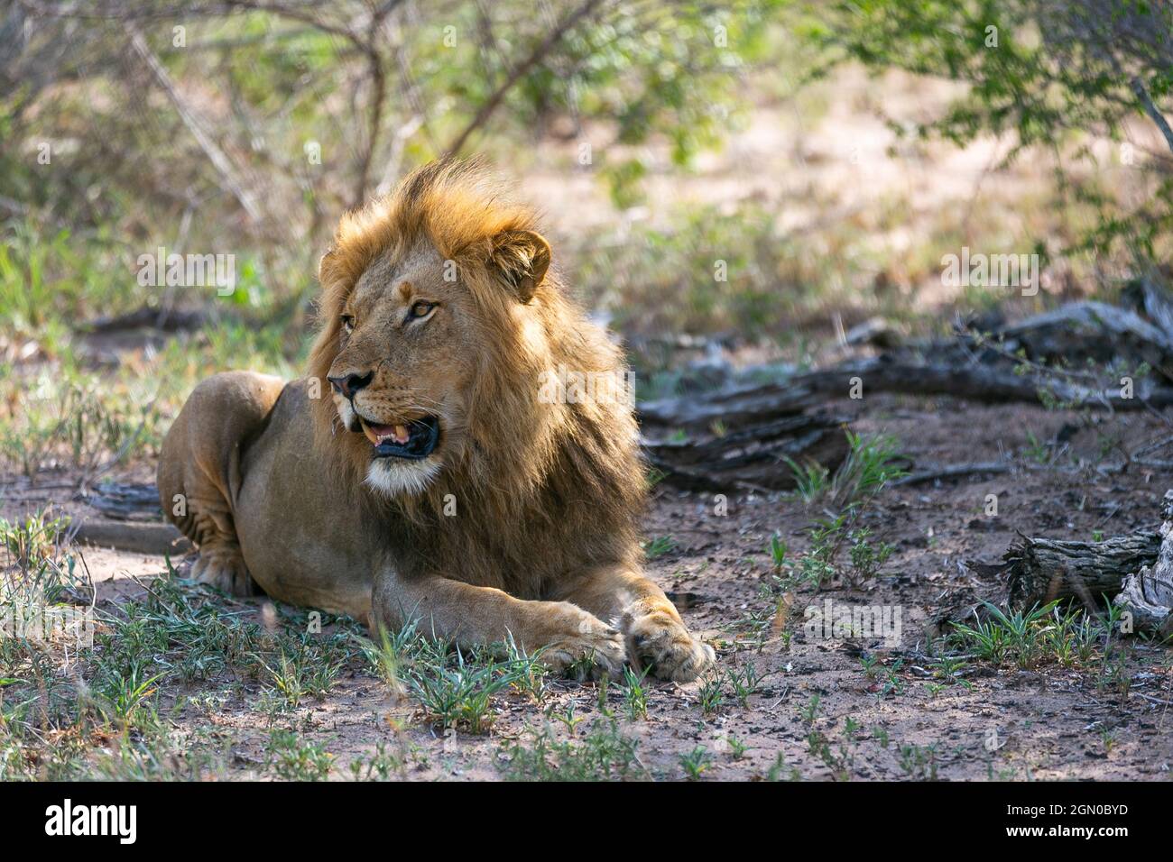 Wild lion in the natural habitat. Safari in Africa Stock Photo - Alamy