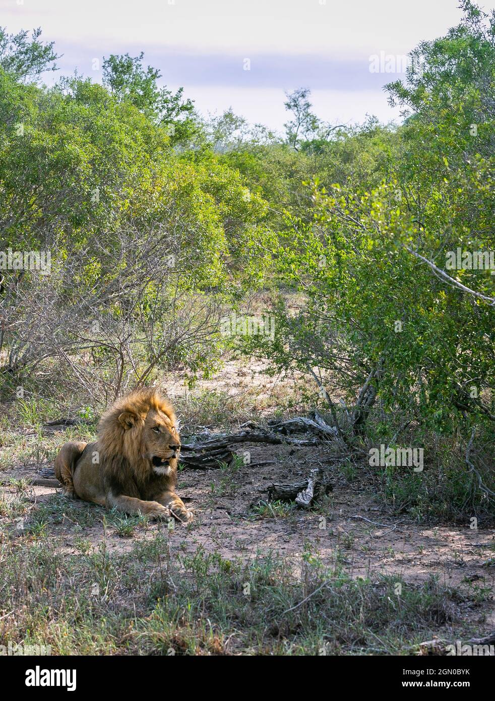 Wild lion in the natural habitat. Safari in Africa Stock Photo - Alamy