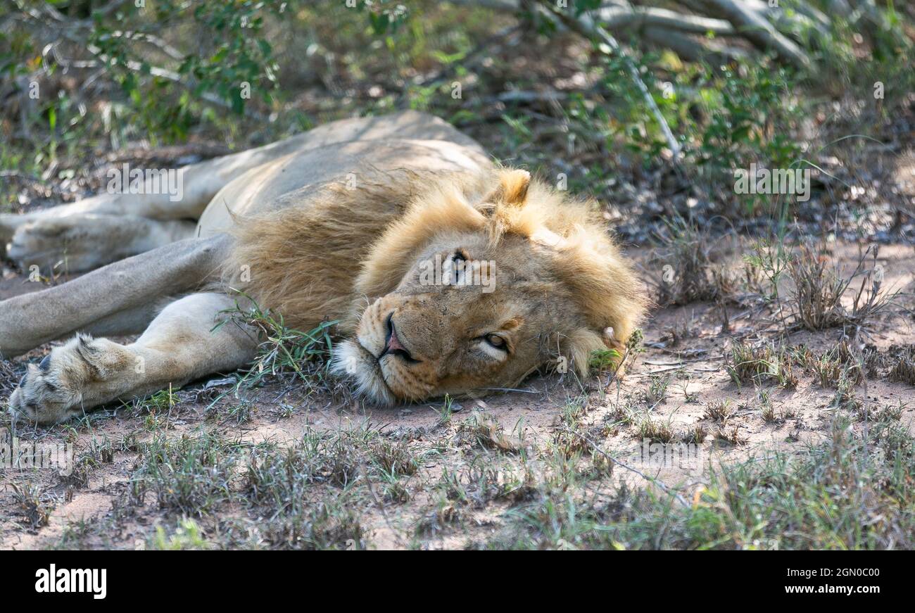 Wild lion in the natural habitat. Safari in Africa Stock Photo - Alamy