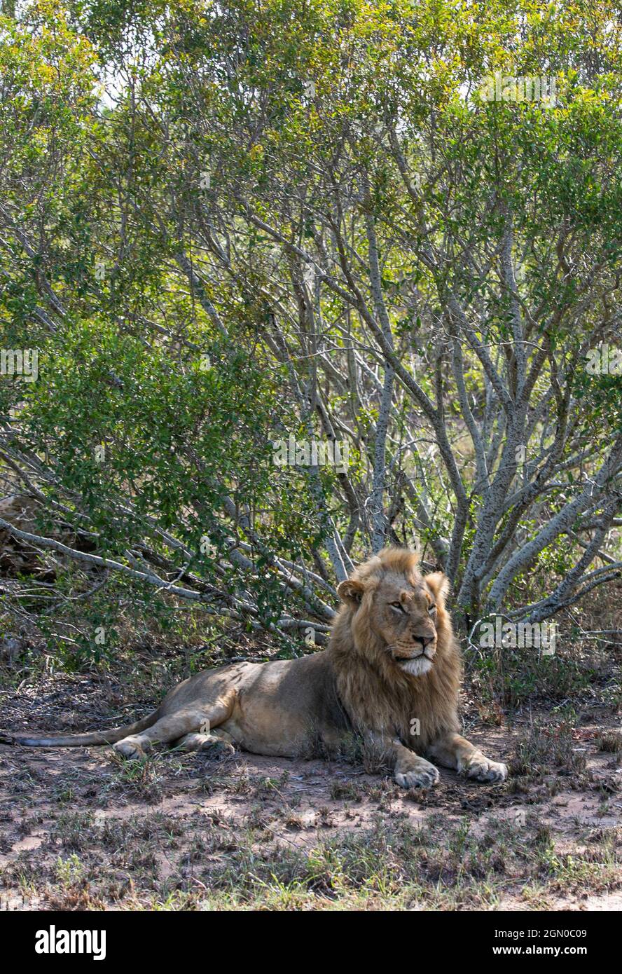 Wild lion in the natural habitat. Safari in Africa Stock Photo - Alamy