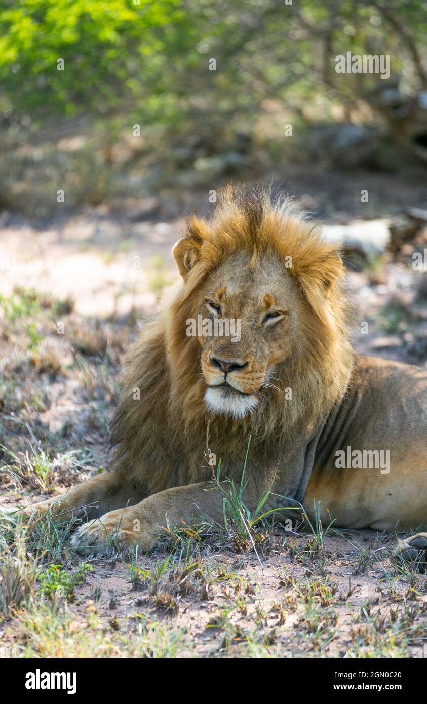 Wild lion in the natural habitat. Safari in Africa Stock Photo - Alamy