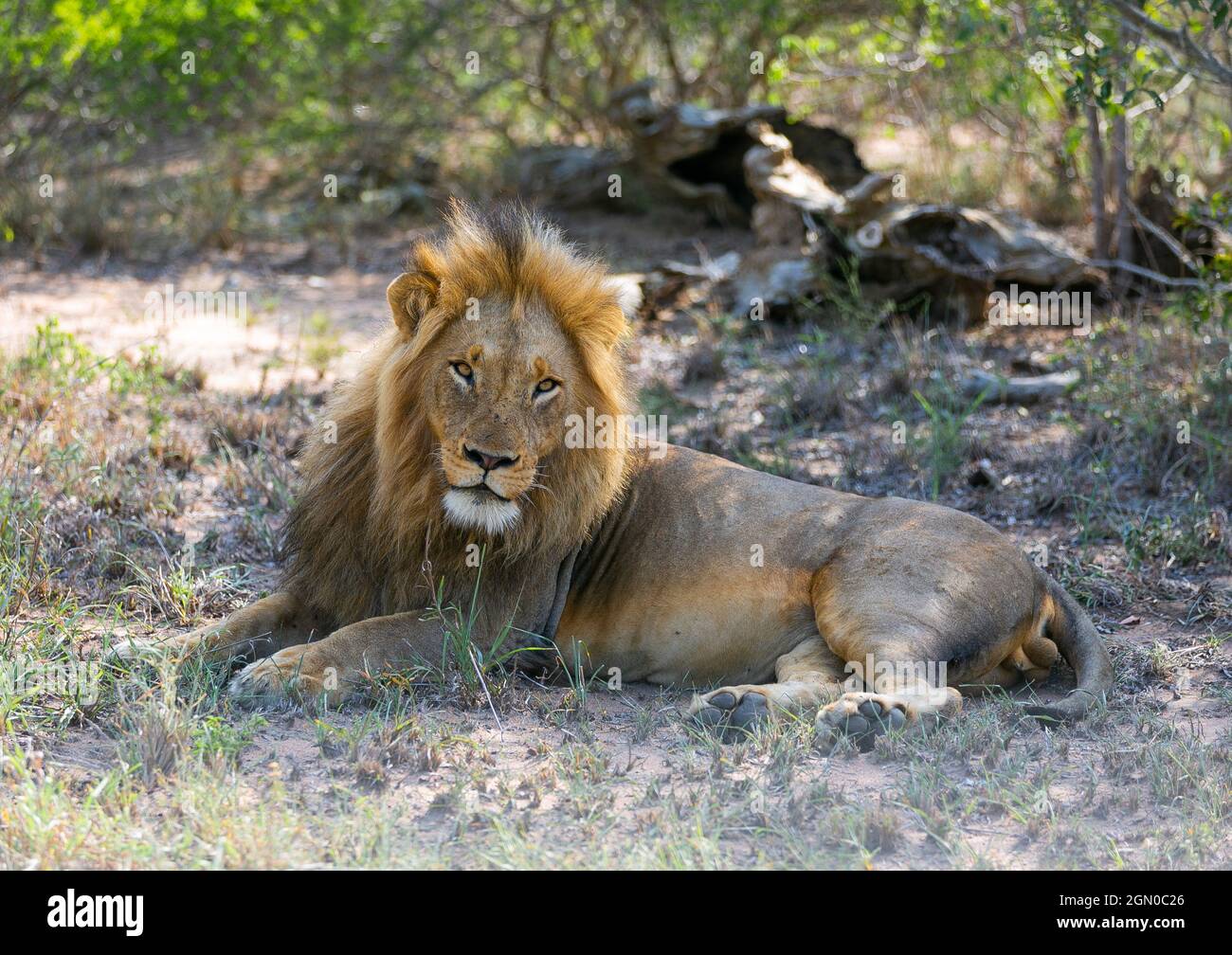 Wild lion in the natural habitat. Safari in Africa Stock Photo - Alamy