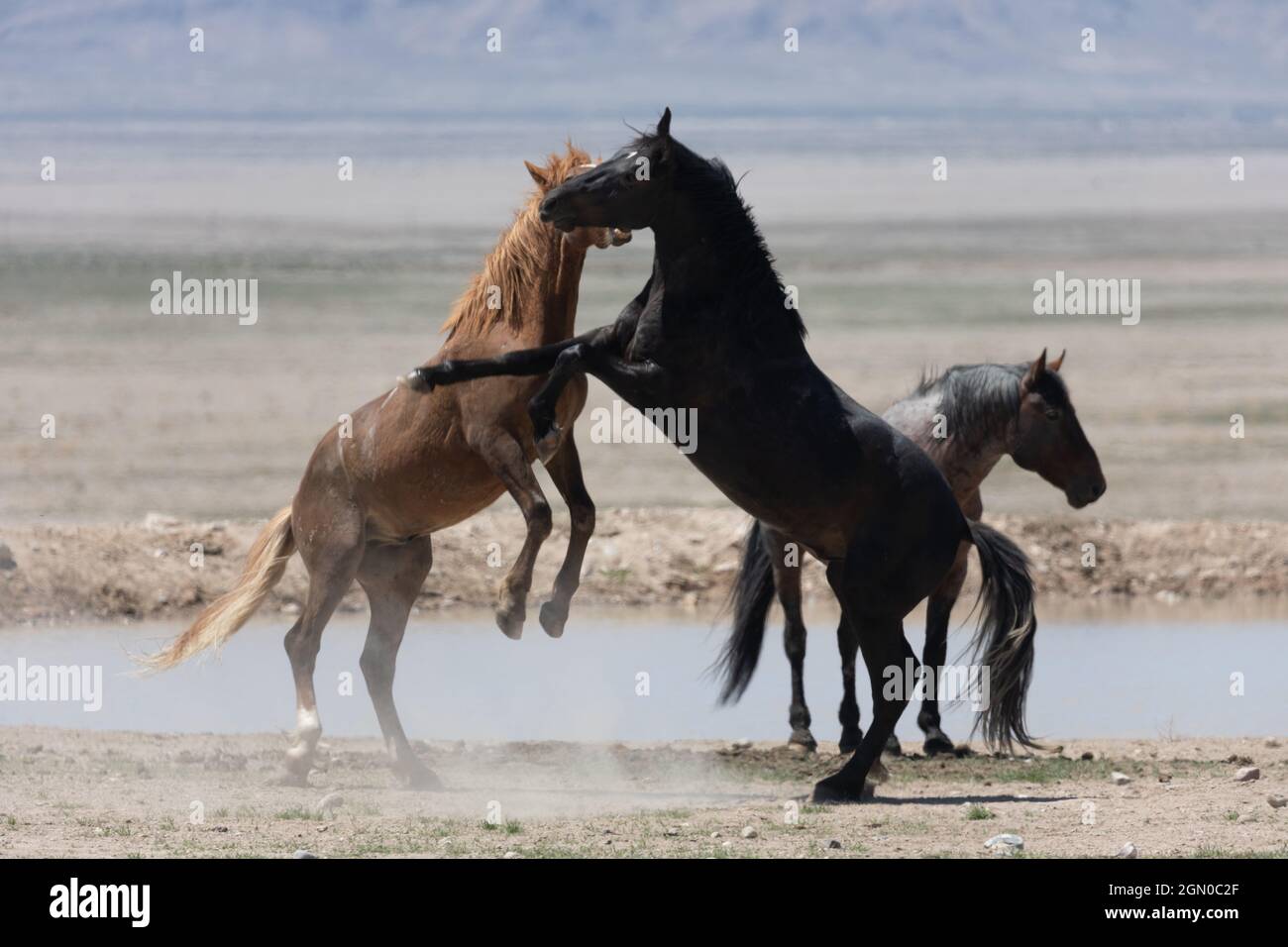 Wild Horse Stallions Fighting in the Utah Desert Stock Photo - Alamy