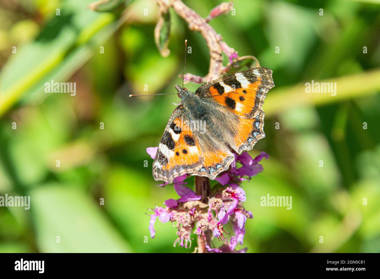 Tortoise shell butterfly uk hi-res stock photography and images - Alamy