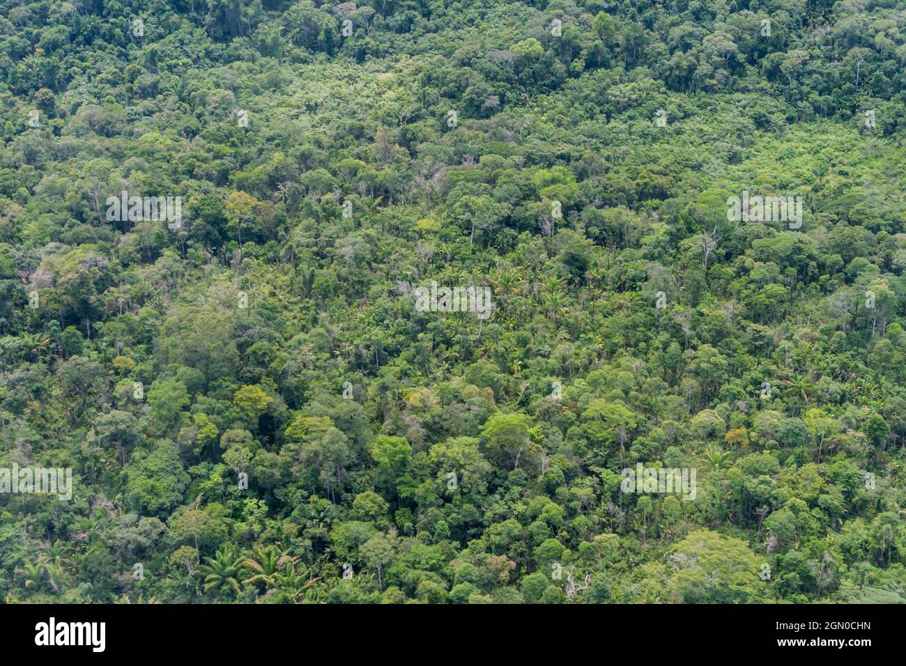 Venezuelan forest hi-res stock photography and images - Alamy