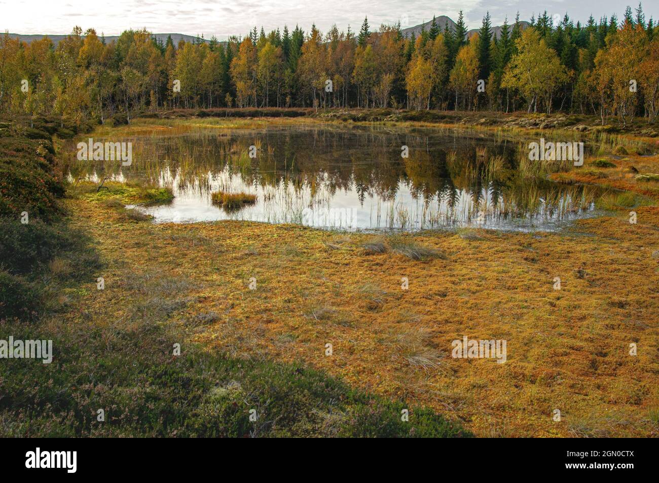 Autumn swamp in Norway Stock Photo - Alamy