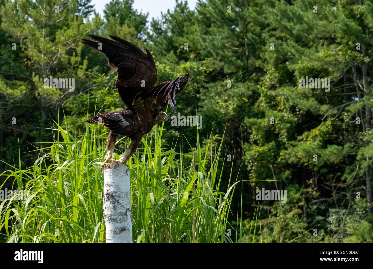 Closeup shot of an eagle in a field during the day Stock Photo - Alamy
